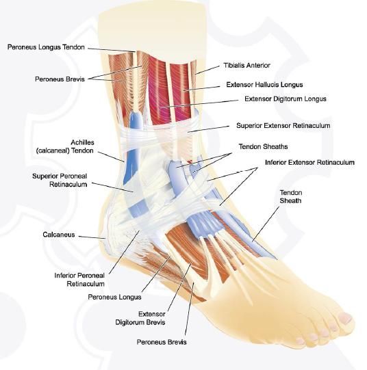 Afectiune , leziuni , fracturi
